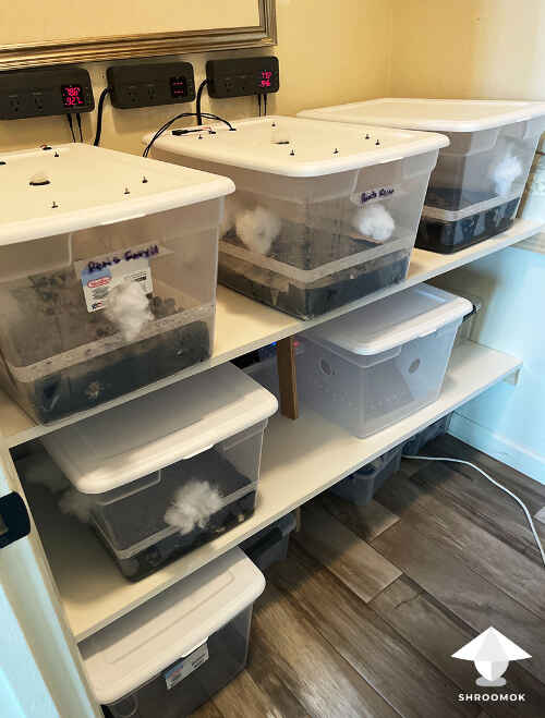 Forget Monotub Kit. DIY. How to make Monotub for Mushrooms by your own