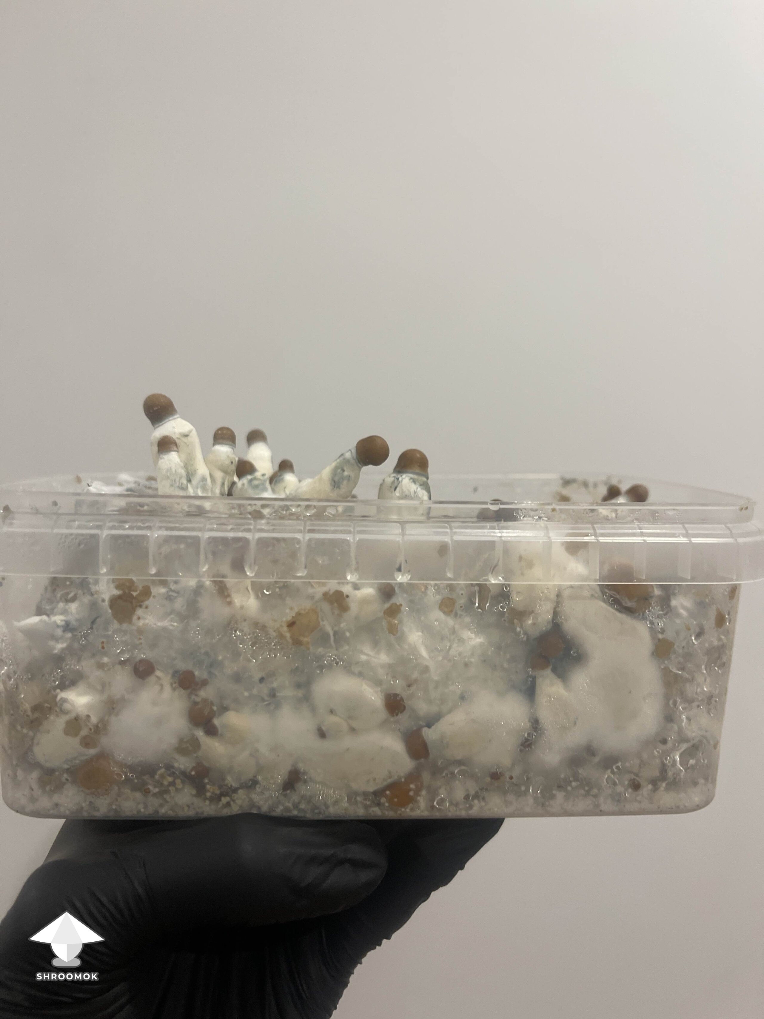 Is it normal to have green mycelium in mushroom cake and on some other ...