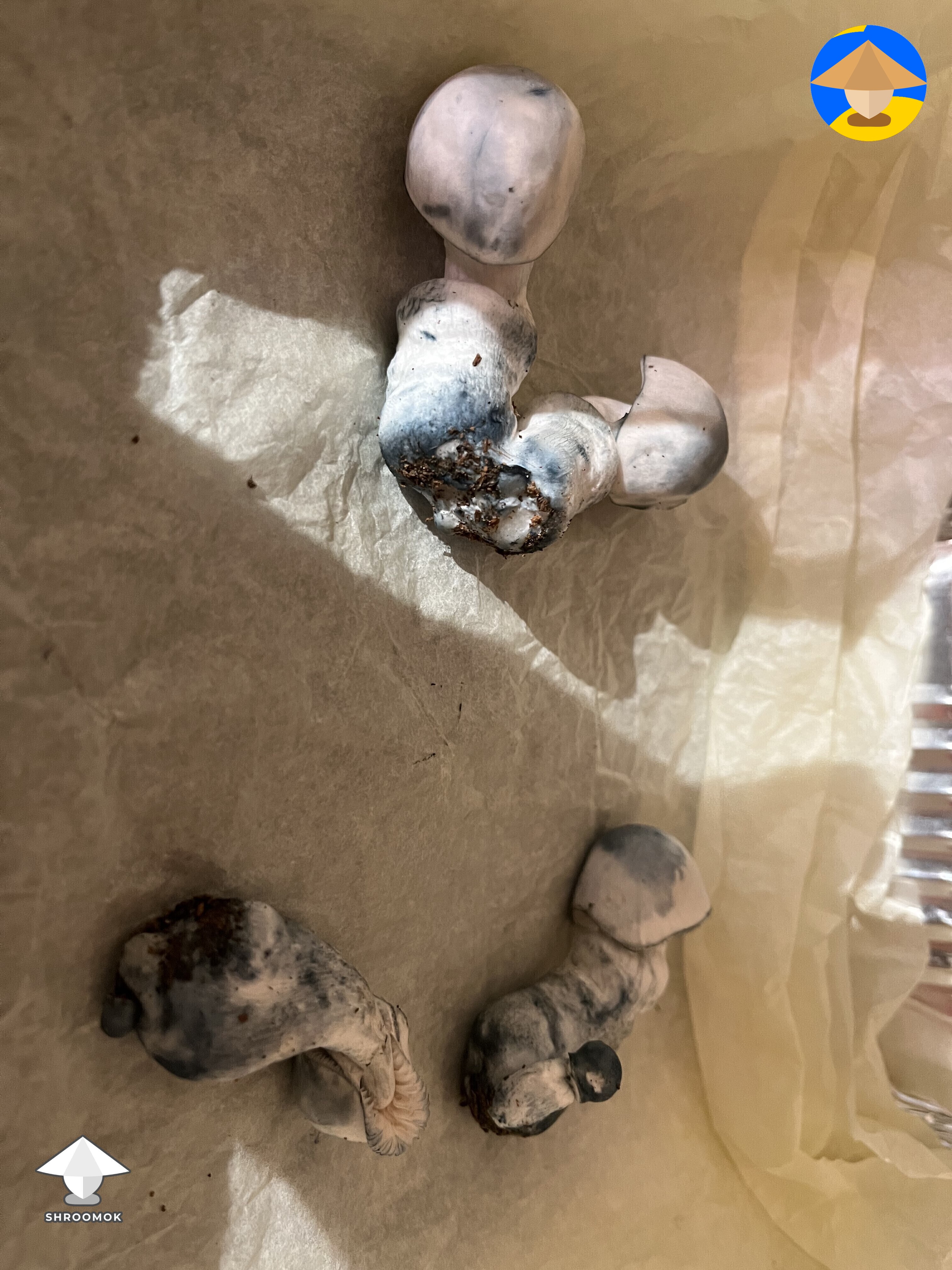 First time growing ever. First monotub. Did APEs and so excited #3