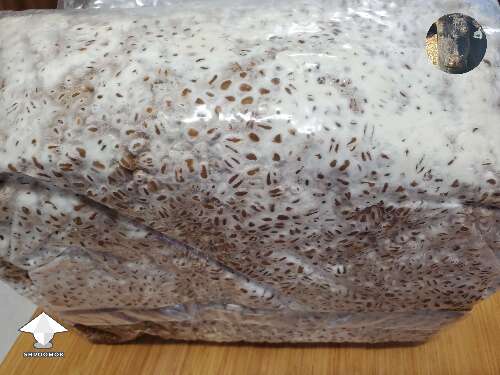 Grain Spawn