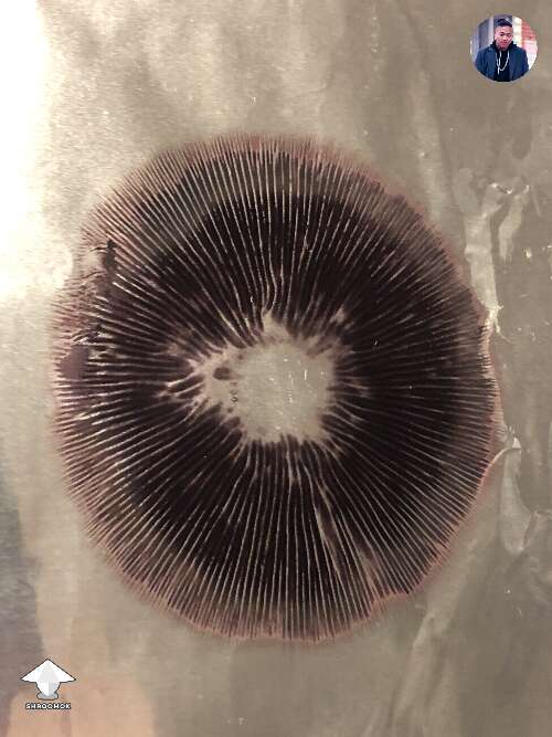 Spore print