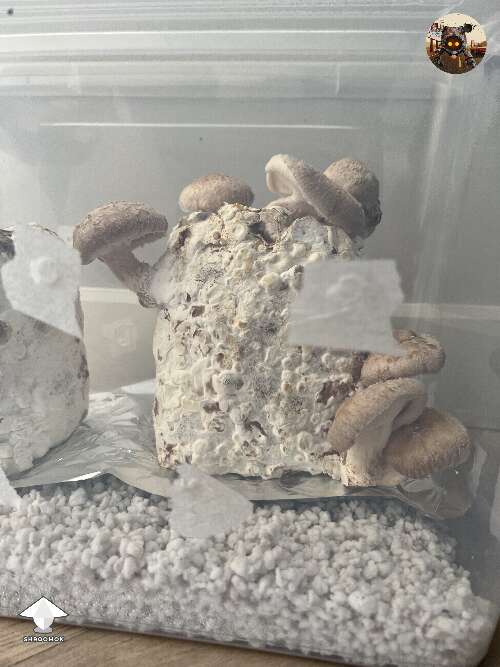 Cubensis Blue Meanie magic mushrooms by Mycelia P