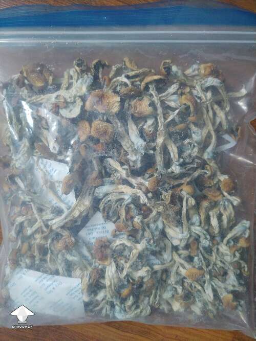 Late crop of fifth flush Blue Meanie Cubensis in a monotub by ...