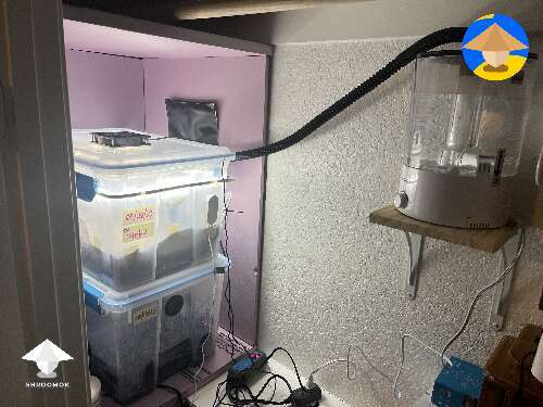 DIY Monotub Tek. How to build monotub for mushroom cultivation