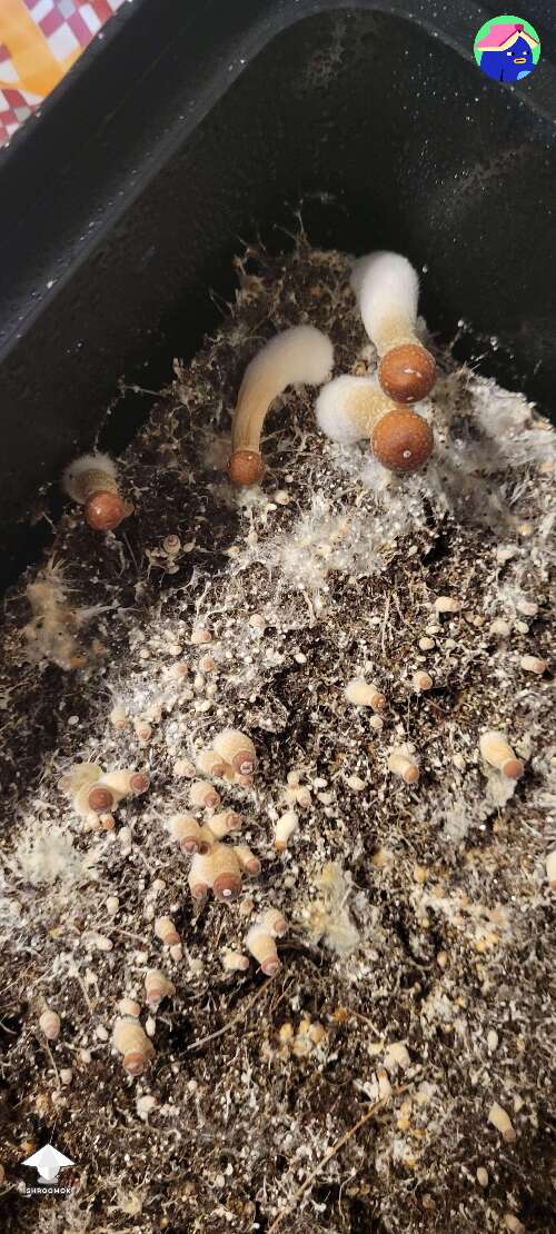 Entheogen Explosion photos on Shroomok