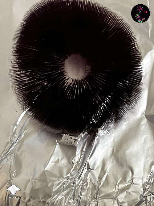 Spore print