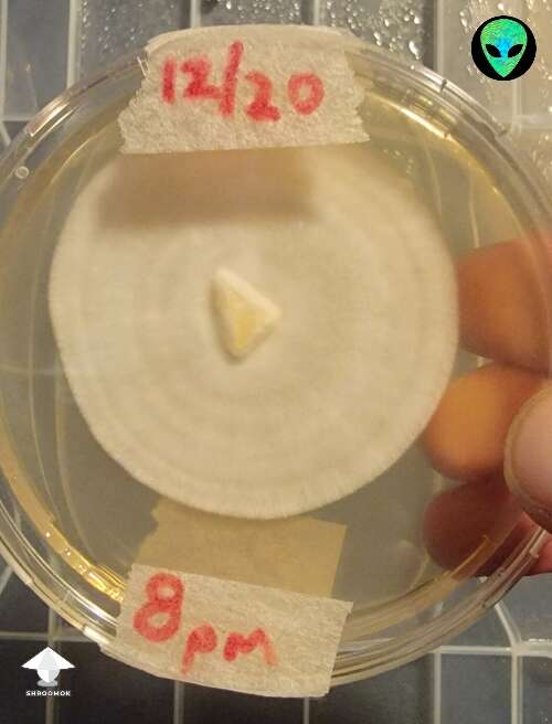 Started like this - mycelium on agar by LooseCannon