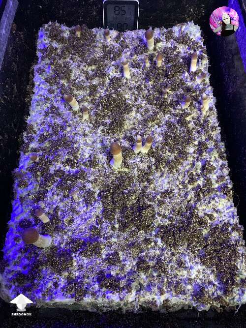 Psilocybe Cubensis Makilla Gorilla magic mushroom