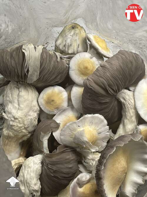 BMR (Blue Magnolia Rust) photos on Shroomok