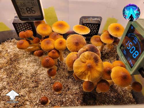 Amazonian photos on Shroomok