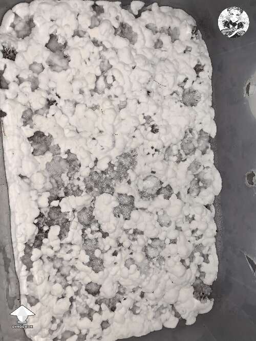 Psilocybe Natalensis photos on Shroomok