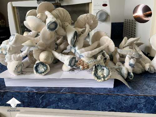 Jack Frost cubensis magic mushrooms by DJ BullishBear📈 #2