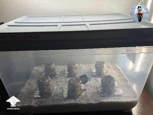 PF Tek photos on Shroomok