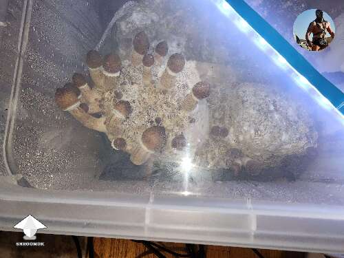 Z strain cubensis by Forsakencoffee