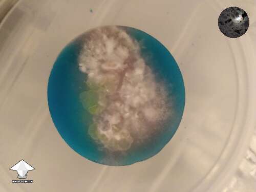 Bacterial contam photos by Mycelia P | Shroomok
