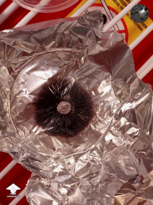 Spore print photos by Mycelia P | Shroomok