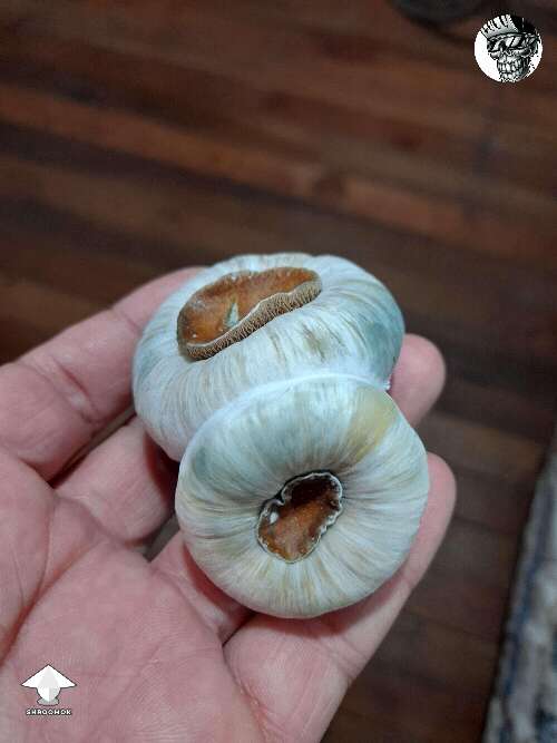 KSSS (Koh Samui Super Strain) photos on Shroomok