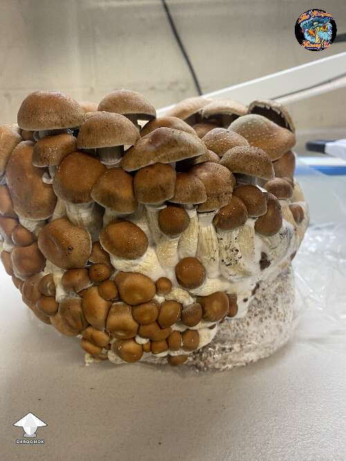 Hillbilly photos on Shroomok