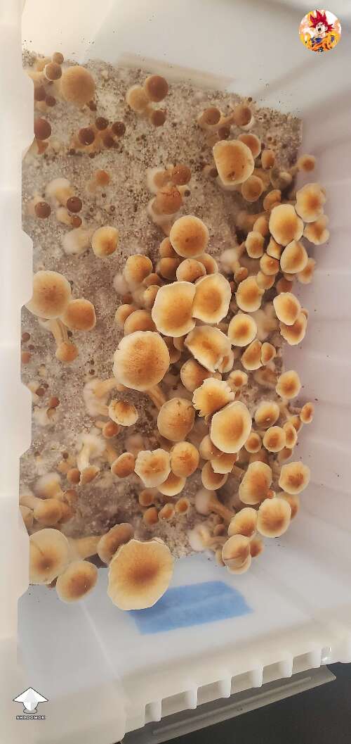 Z strain photos on Shroomok