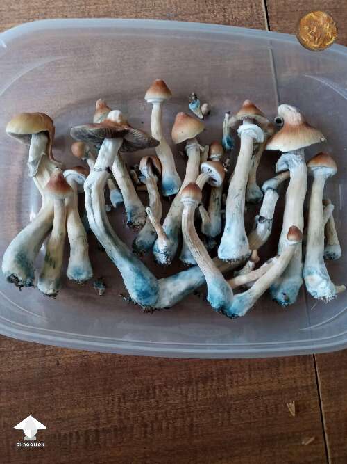 KSSS (Koh Samui Super Strain) photos by Mycelia P | Shroomok