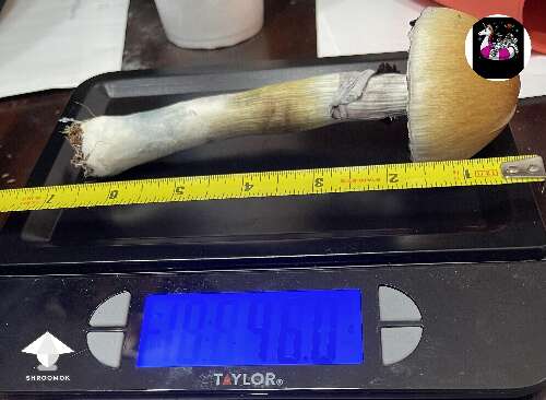 Amazonian photos on Shroomok