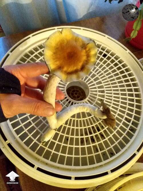 BMC (Blue Magnolia Classic)