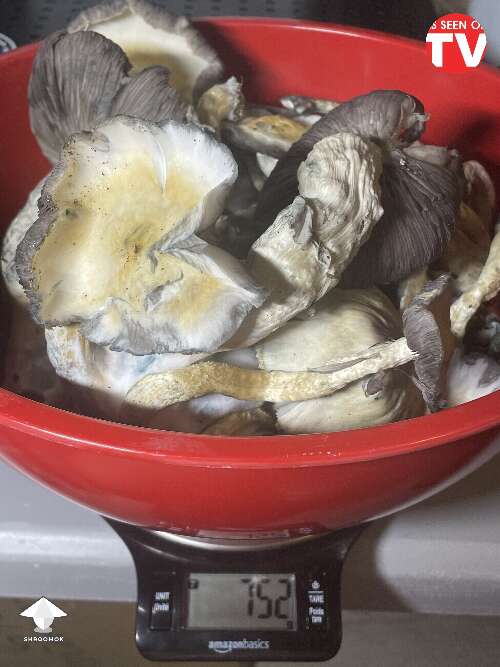 BMR (Blue Magnolia Rust) photos on Shroomok