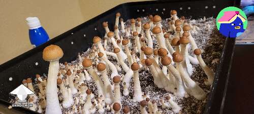 Entheogen Explosion photos on Shroomok