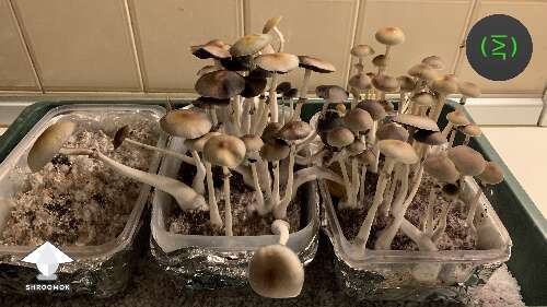 KSC (Koh Samui Classic)