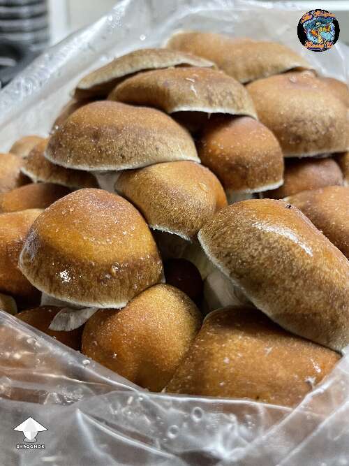 Hillbilly photos on Shroomok