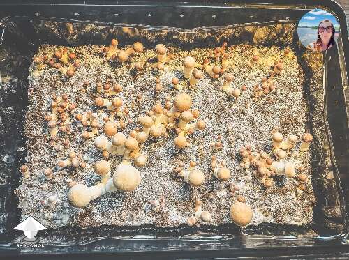 KSC (Koh Samui Classic) photos on Shroomok