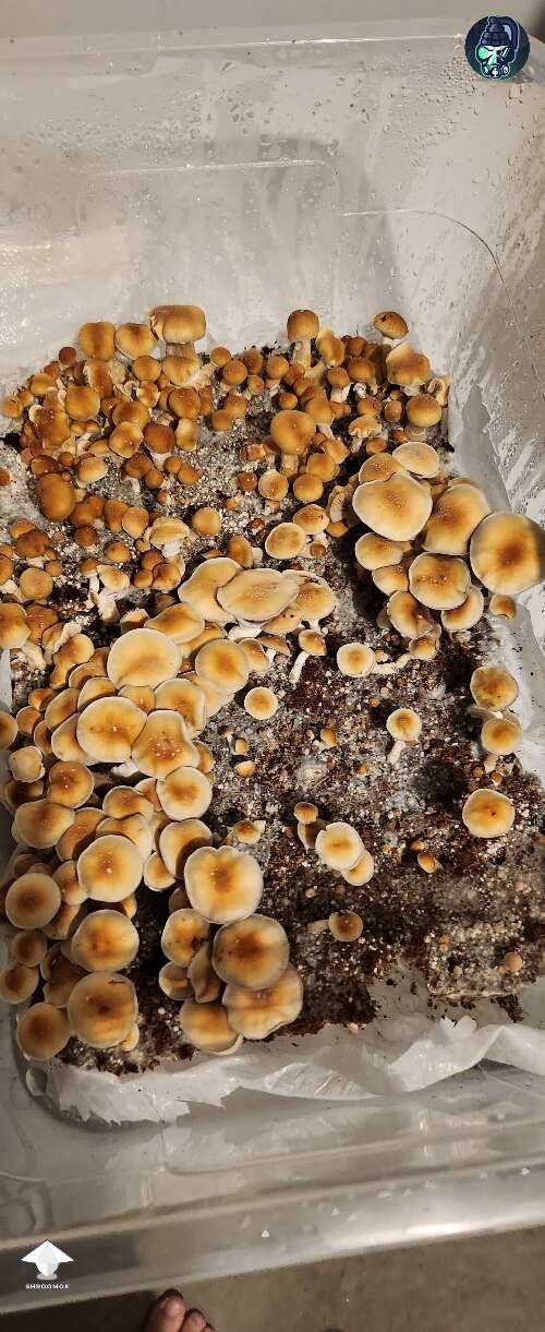 Psilocybe Cubensis photos by Prof. Frags | Shroomok