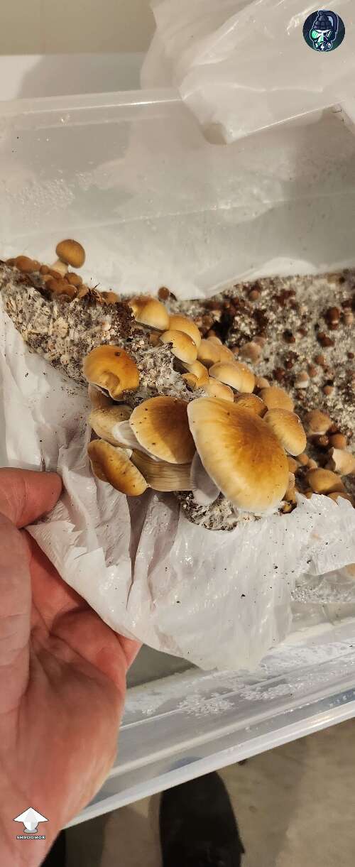 Psilocybe Cubensis photos by Prof. Frags | Shroomok