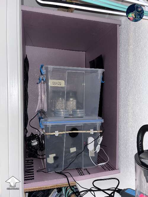 Monotub photos on Shroomok