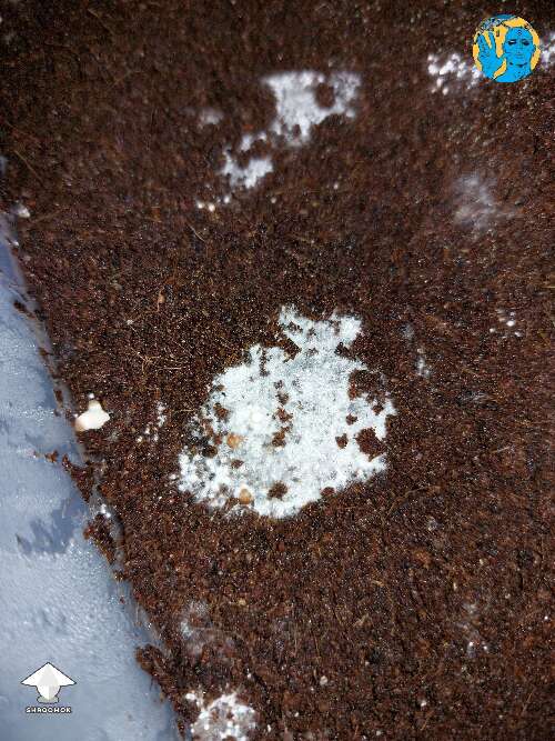 Gray mycelium appeared - cobweb contamination?