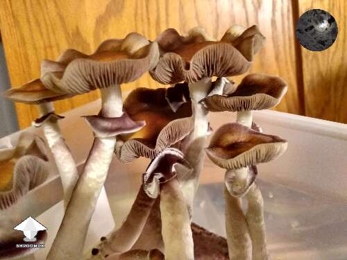 BMC (Blue Magnolia Classic)