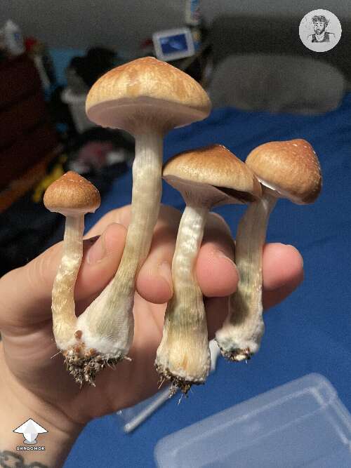Cubensis Orissa magic mushrooms by TufRussian #2